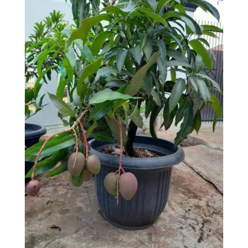 Jual Tanaman Mangga Garifta Merah Tinggi 2,5 Meter Up Batang Besar ...