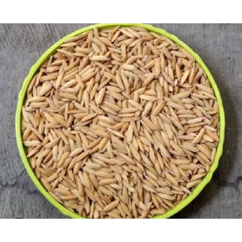 Jual BENIH BIBIT PADI CIHERANG JUMBO SUPER UNGGUL KEMASAN 1KG (COD ...