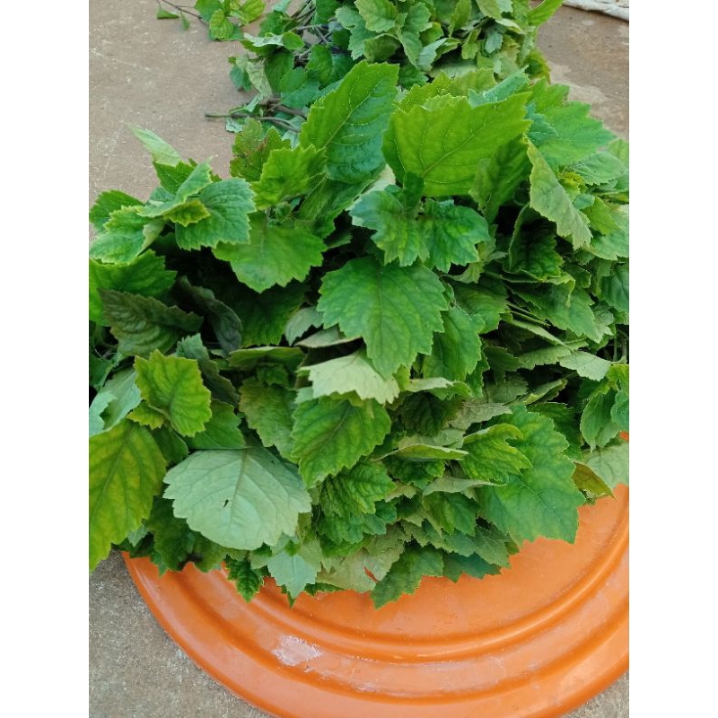 Jual bibit Nilam ungu pket 1kg (100pucuk)3ruas | Shopee Indonesia