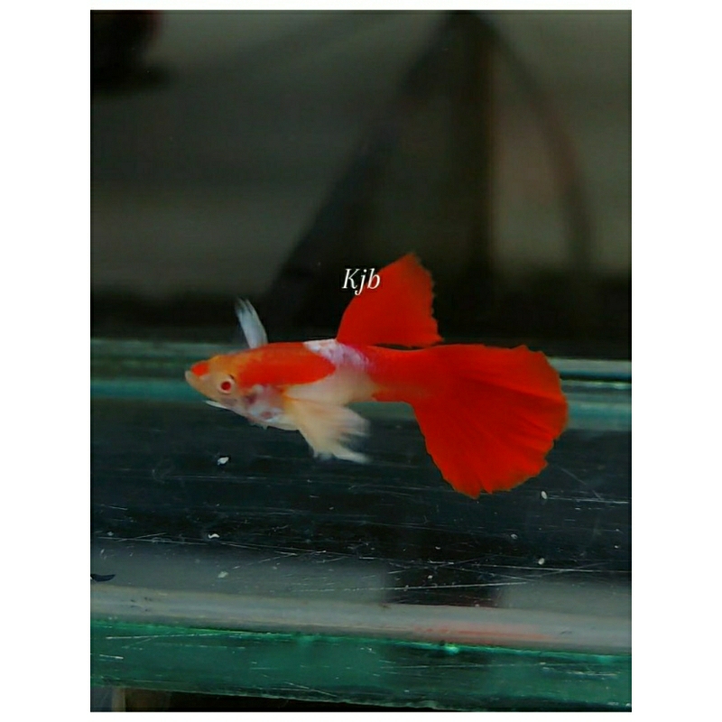 Jual Stiker akuarium Guppy albino red tuxedo big ear | Shopee Indonesia