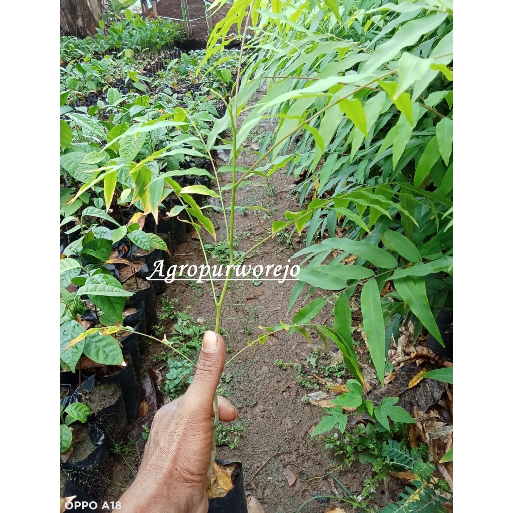 Jual Langka-Bibit Tanaman Lerak Alternatif Deterjen/Sabun Tradisional ...