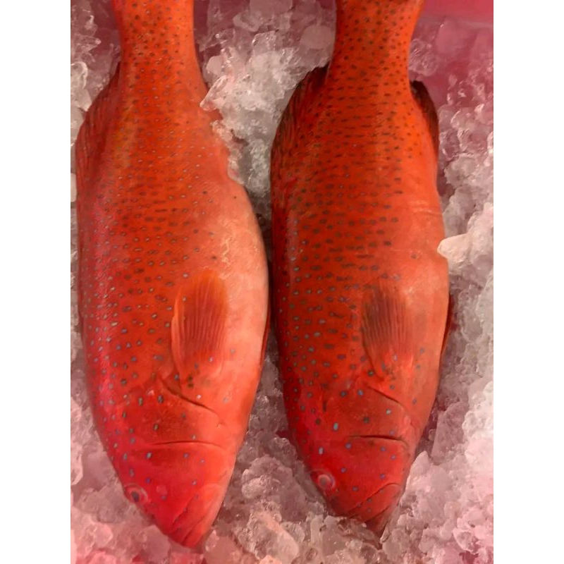 Jual IKAN KERAPU LODI 1-2 EKOR SEGAR DAN BER GARANSI | Shopee Indonesia