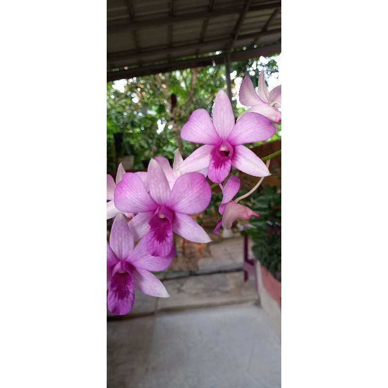 Jual Anggrek Jadul Dendrobium Mentangai | Shopee Indonesia