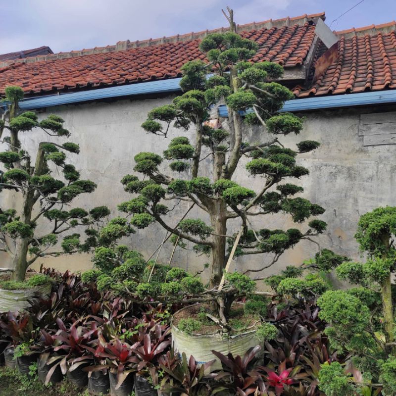 Jual Pohon bonsai cemara pua pua/cemara pua-pua berkarakter/pohon unik ...