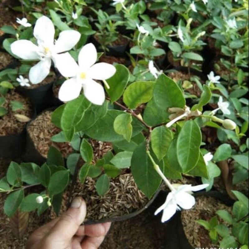 Jual Tanaman Hias Bunga Melati Star / Melati Bintang ( Beraroma Wangi ...