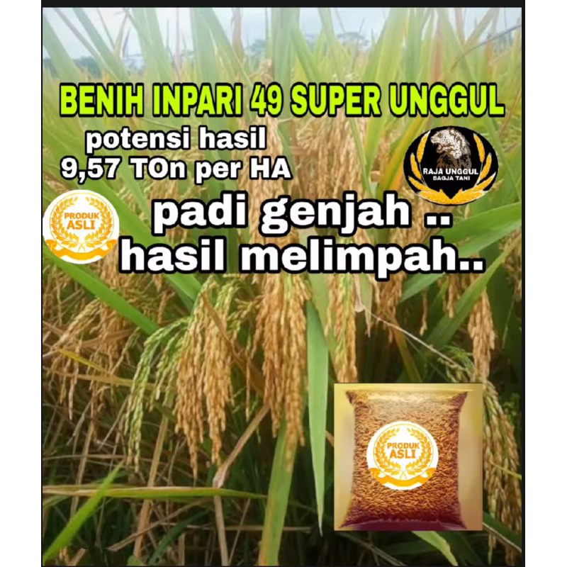 Jual 1KG BENIH BIBIT PADI INPARI 49 SUPER UNGGUL GENJAH BERBOBOT PADI ...