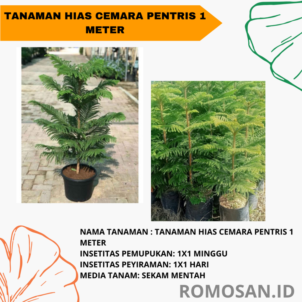 Jual Tanaman Hias Cemara Pentris 1 Meter / Cemara Norflok / Cemara ...