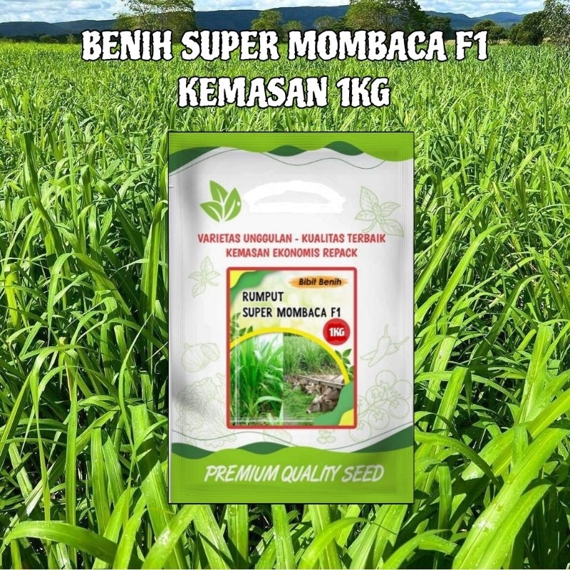 Jual 1KG Benih Rumput mombaca super F1 - bibit pakan ternak Repack benih mombaca original ...