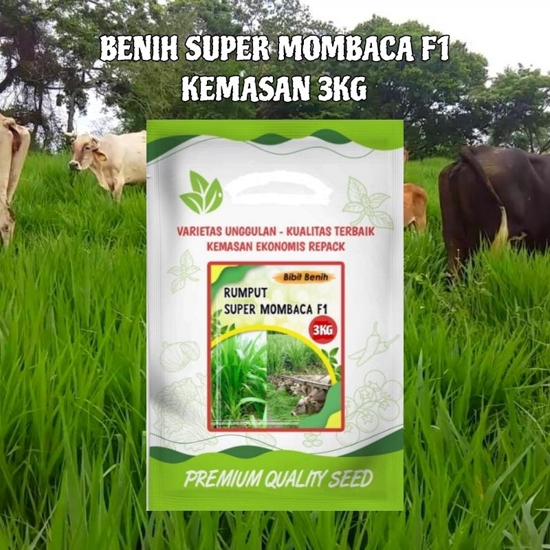Jual 3KG Benih Rumput Super Mombaca F1 Rumput Hidup Premium Benih ...