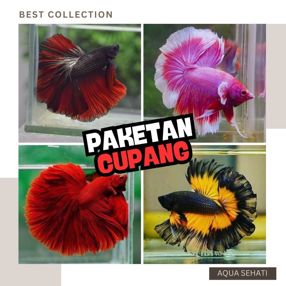 Jual PAKET 50RB ISI 6 EKOR - CUPANG HM / HALFMOON WARNA MIX | Shopee ...