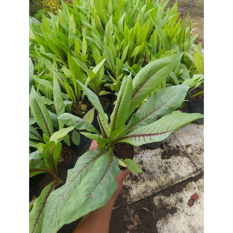Jual FUMAK / Sawi jepang | Shopee Indonesia