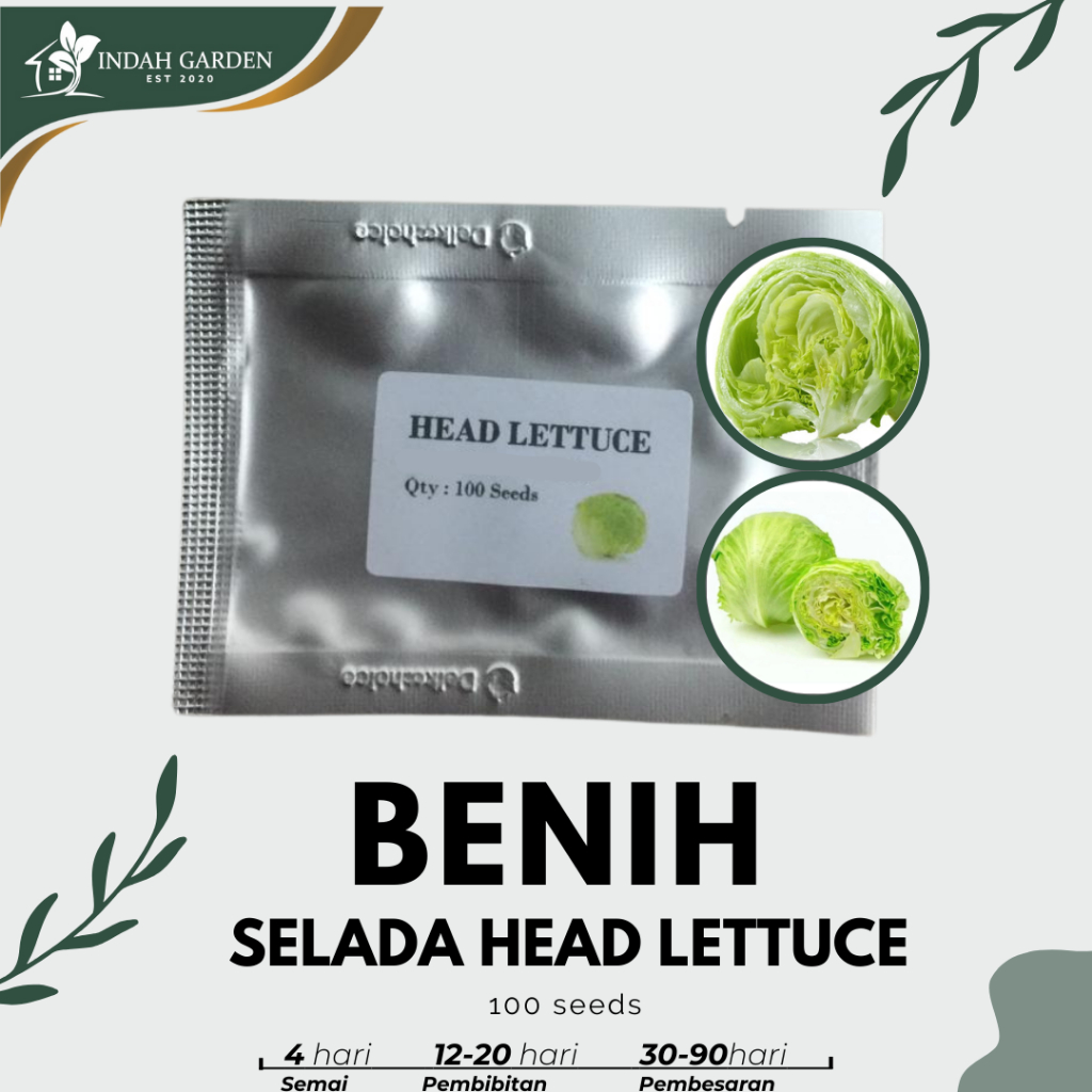 Jual Purie - Selada - Head Lettuce- 100 benih | Shopee Indonesia