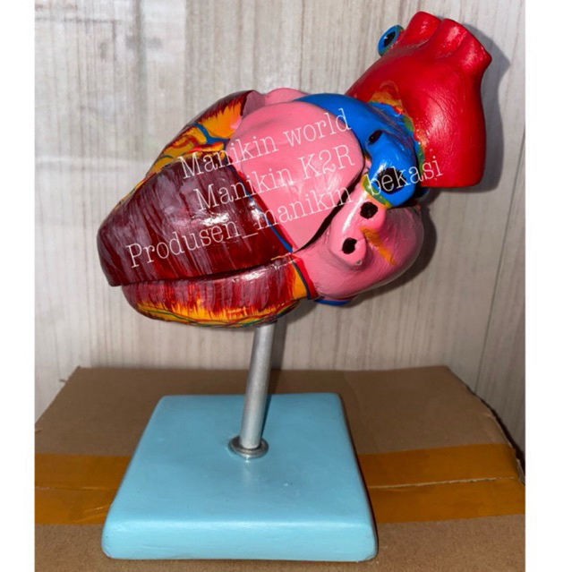 Jual PHANTOM MODEL JANTUNG/ALAT PERAGA JANTUNG/ANATOMI JANTUNG/TORSO ... Jual PHANTOM MODEL JANTUNG/ALAT PERAGA JANTUNG/ANATOMI JANTUNG/TORSO ...