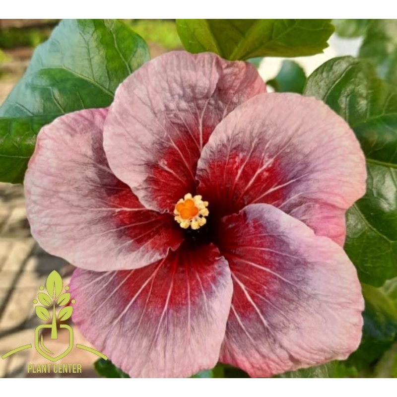 Jual Tanaman Hias Pohon Kembang Bunga Sepatu Hibiscus Cosmic Bliss ...