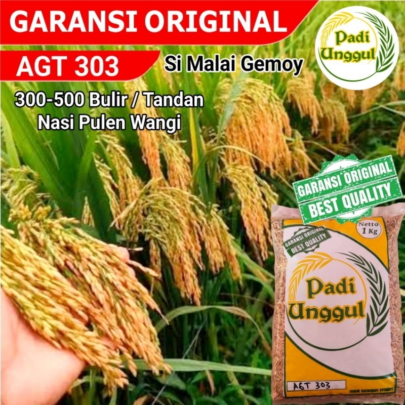 Jual Padi Unggul Benih Bibit Padi AGT 303 Original Berkualitas 1 Kg | Shopee Indonesia
