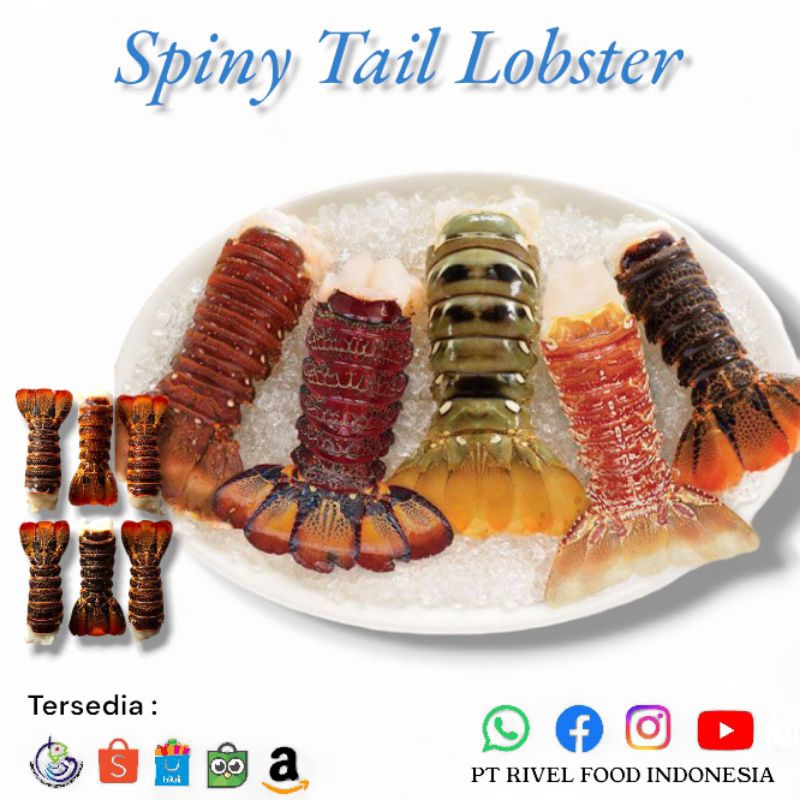 Jual Lobster Tail Laut Premium - Harga Lobster Headless Perekor ...
