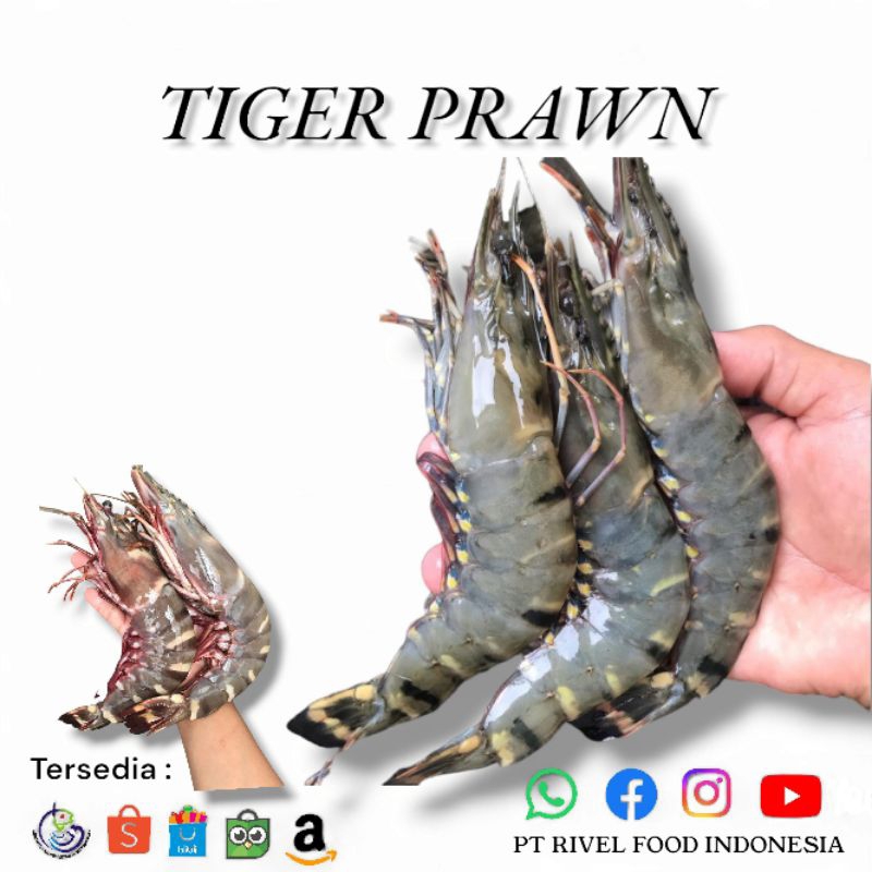 Jual Udang Tiger Prawn / Pancet 1 pack isi 13-15 Ekor Kualitas Export ...