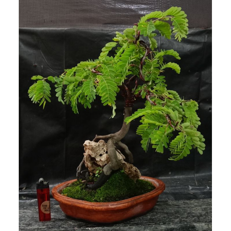 Jual asem jawa (Tamarindus indica) | Shopee Indonesia