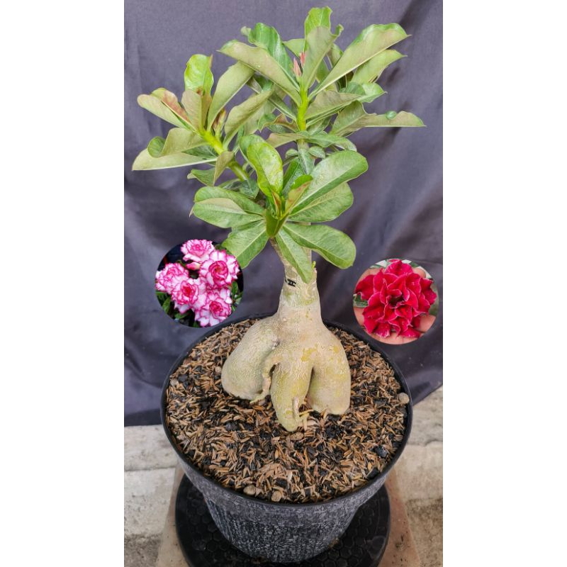 Jual Adenium 1 Pohon 2 Warna Dikirim Dengan Media | Shopee Indonesia