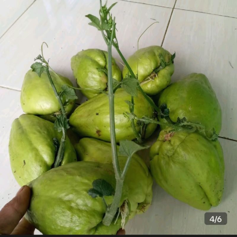 Jual benih labu siam siap tanam Rp7000 | Shopee Indonesia