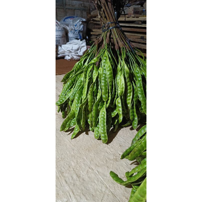 Jual petai pendek tua per iket isi 10 papan petai atau 10 lonjor petai ...