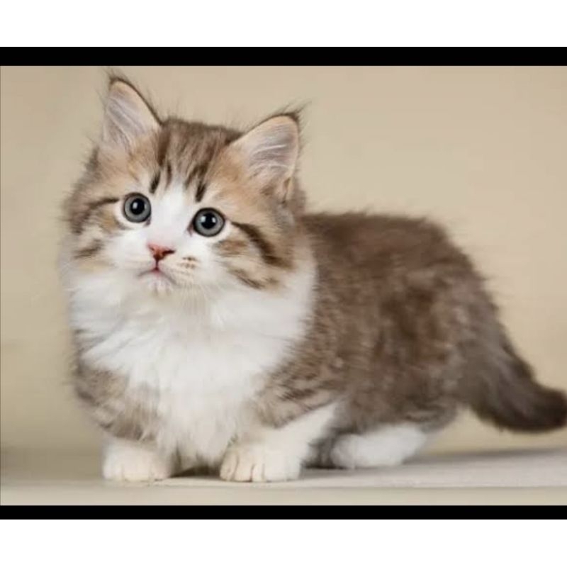 Jual anak kucing ras persia munchkin scottishfold | Shopee Indonesia