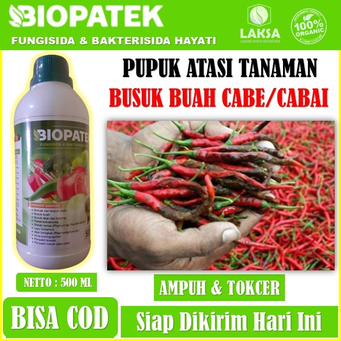 Jual Biopatek fungisida bakterisida hayati Obat Hama busuk Cabe - Obat ...