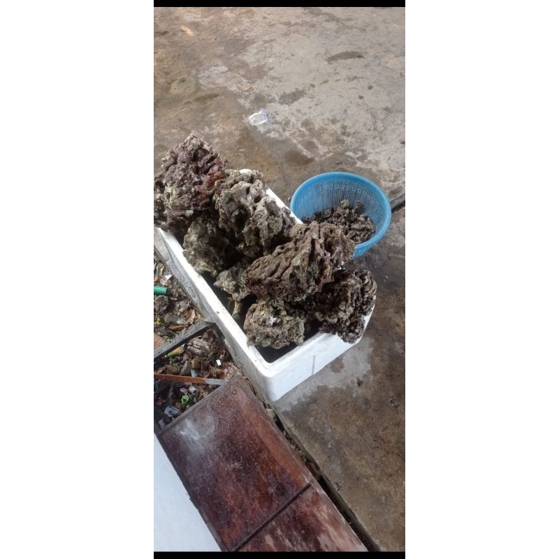 Jual Batu Karang Liverock (Batu Hidup) | Shopee Indonesia