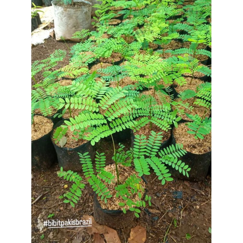 Jual bibit pohon Solobium / tanaman pakis brazil | Shopee Indonesia