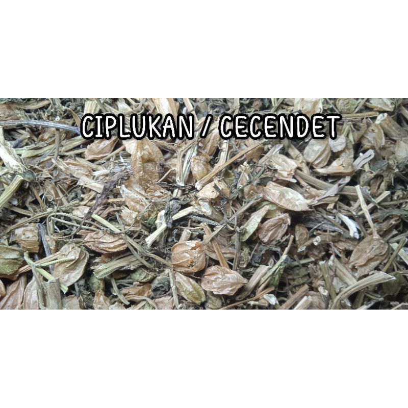 Jual Ciplukan / cecendet / ceprutan kering kualitas A [ 1kg ] | Shopee ...