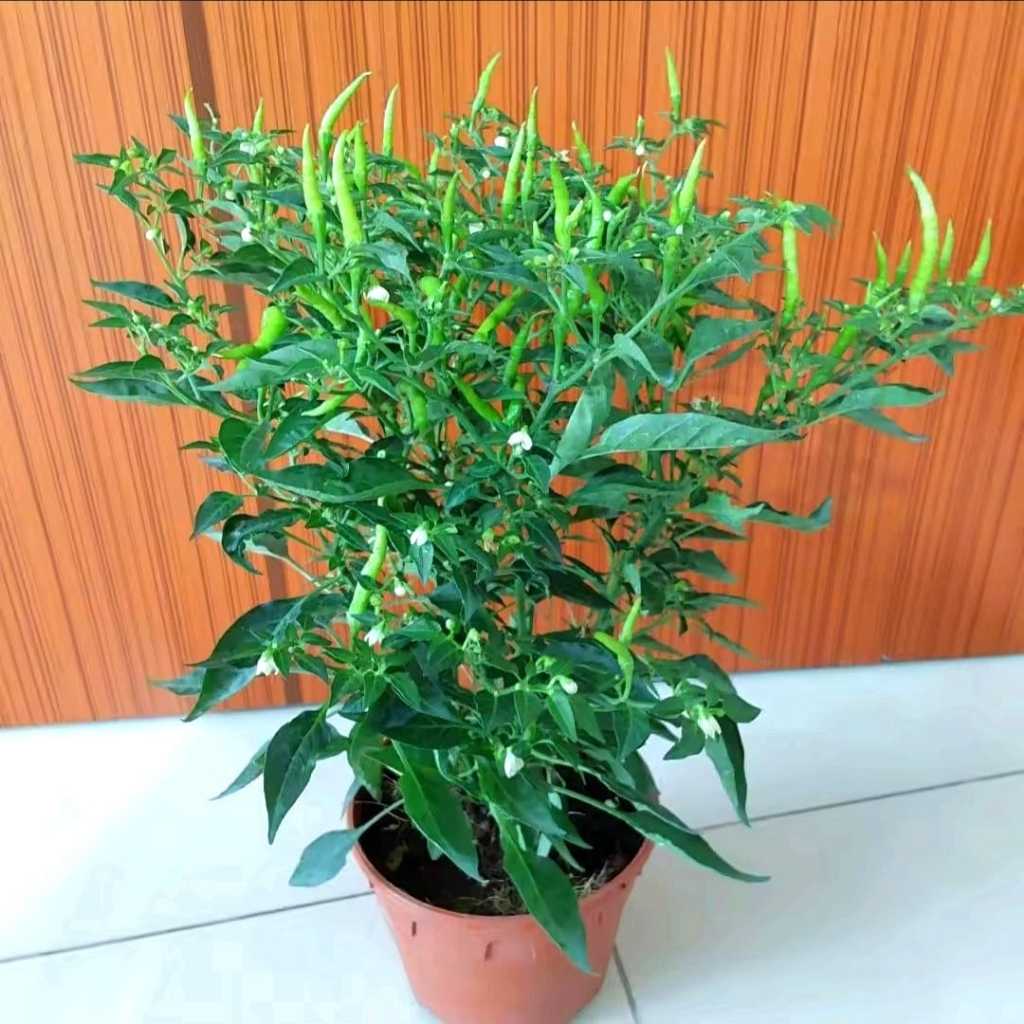 Jual TANAMAN POHON CABAI RAWIT PEDAS, CENGEK SUDAH BERBUAH,TANAMAN ...