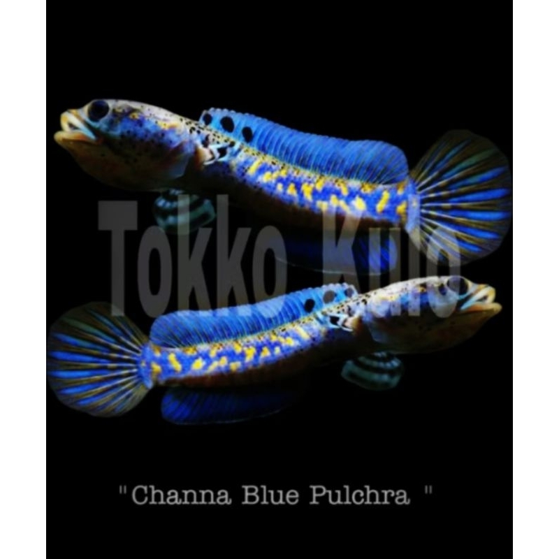 Jual Stiker Logo Pulchra 5-6cm | Shopee Indonesia