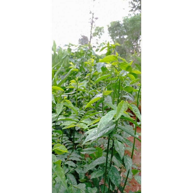 Jual Daun katuk segar / Sayur Daun katuk/cangkok manis /pelancar asi ...