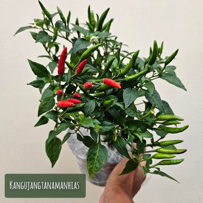 Jual PAKET 10 POT TANAMAN CABE RAWIT SUPER ( CABAI ) SUDAH BERBUAH ...