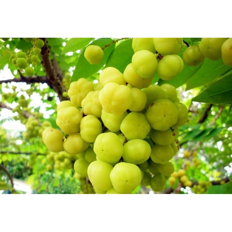 Jual BUAH CEREMAI SEGAR PER ( 500 GRM) 100%ORIGINAL | Shopee Indonesia