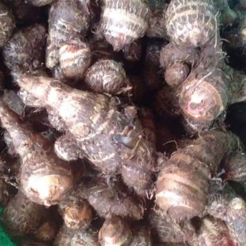 Jual ubi busil 1 kg | Shopee Indonesia