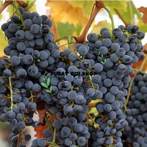 Jual Seeds Grape Biji Anggur Wine Hitam Ungu Tua Benih Unggulan Lokal ...