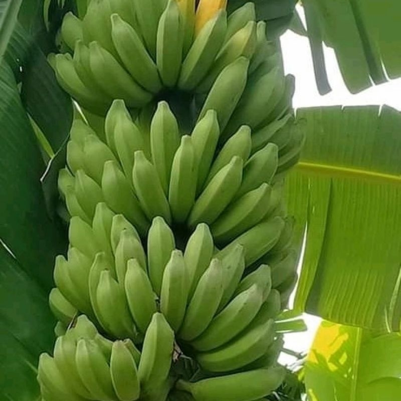 Jual BIBIT PISANG RAJA BULU KUNING + PUPUK TS | Shopee Indonesia