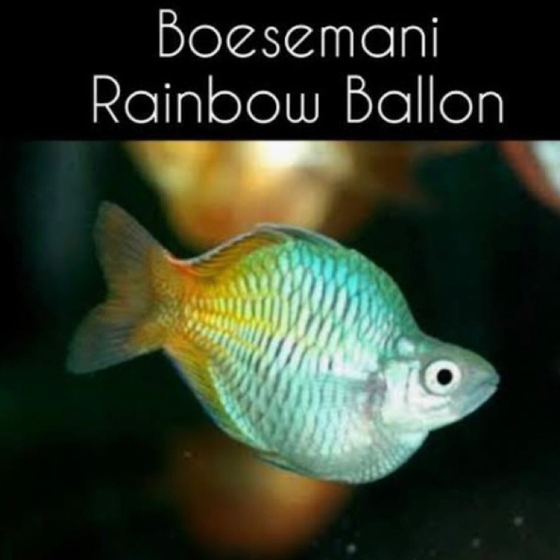 Jual IKAN HIAS RAINBOW BOSMANI RAINBOW BOESEMANI BALON / RAINBOW ...