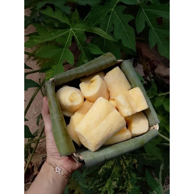 Jual TAPE SINGKONG 600gram KHAS GEMBONG PATI | Shopee Indonesia