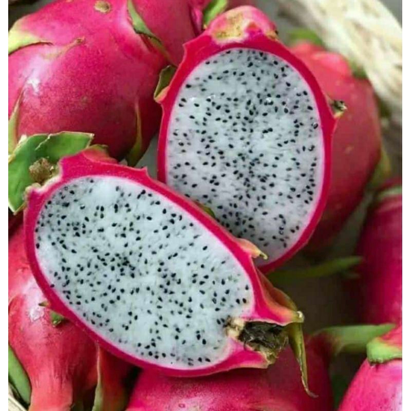 Jual Buah naga putih 1 kg petik kirim | Shopee Indonesia