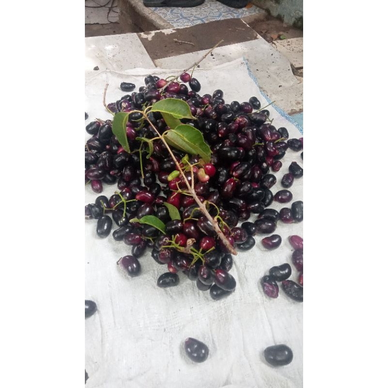 Jual Buah jamblang juet buah langka segar 1kg Buah jamblang | Shopee ...