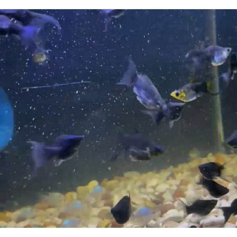 Jual Molly Balon Black Cawang - Ikan Hias Air Tawar - Shaa Aquatic ...