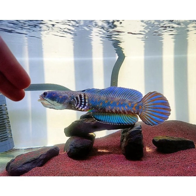 Jual Pusat Garansi pemanis aquarium channa blue pulchra 11 12 13 ...