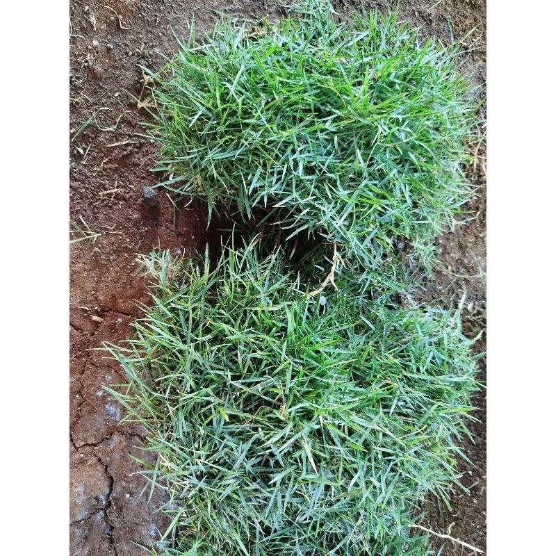 Jual Tanaman Rumput peking plus tanam+Rumput jepang siap Tanam | Shopee ...