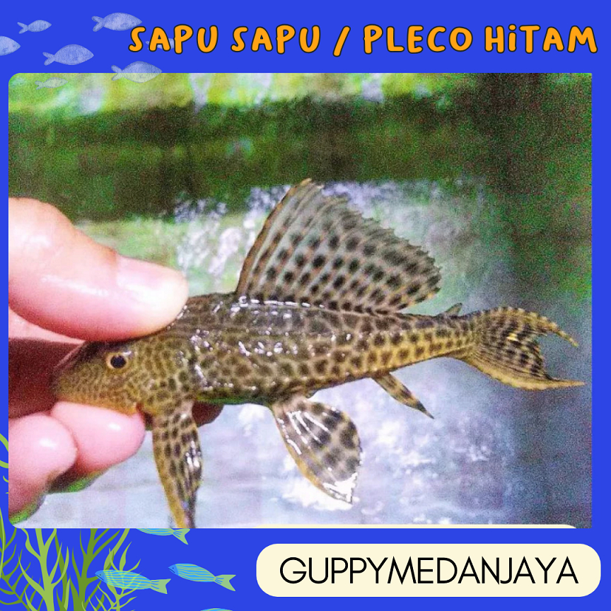 Jual IKAN PLECO SAPU HITAM - KACA SAPU SAPU KHUSUS GOJEK GRAB INSTANT ...