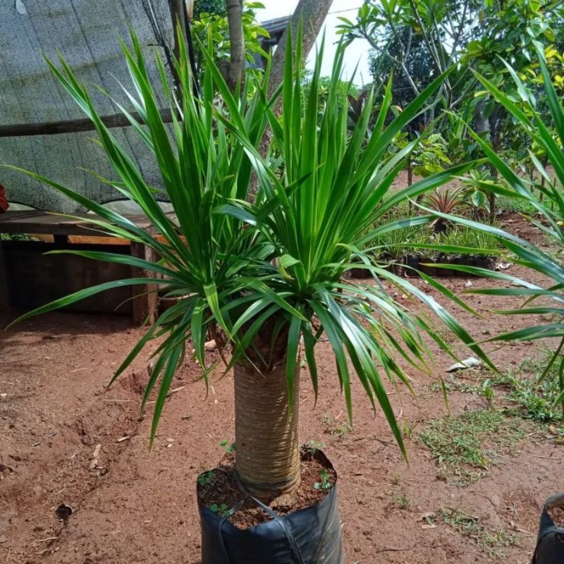 Jual Tanaman pandan bali, batang besar jumbo//tinggi 1 meter daun ...