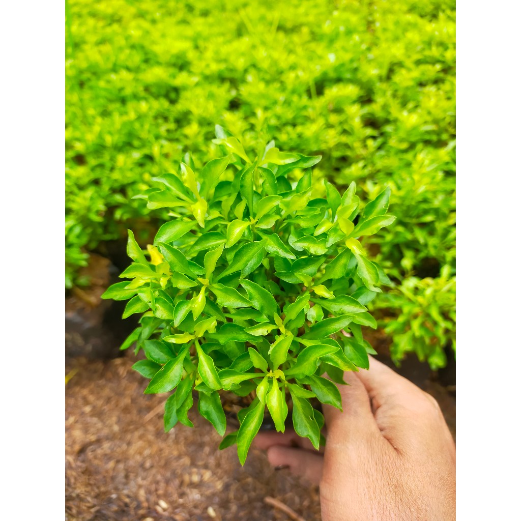 Jual TANAMAN HIAS KROKOT KUNING/TANAMAN KRIMINIL KUNING RIMBUN | Shopee ...