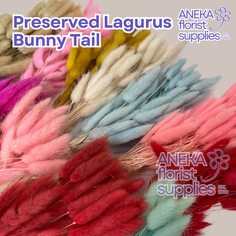 Jual [10 TANGKAI ] Preserved Lagurus Bunny Tail Dried Flower Awetan ...