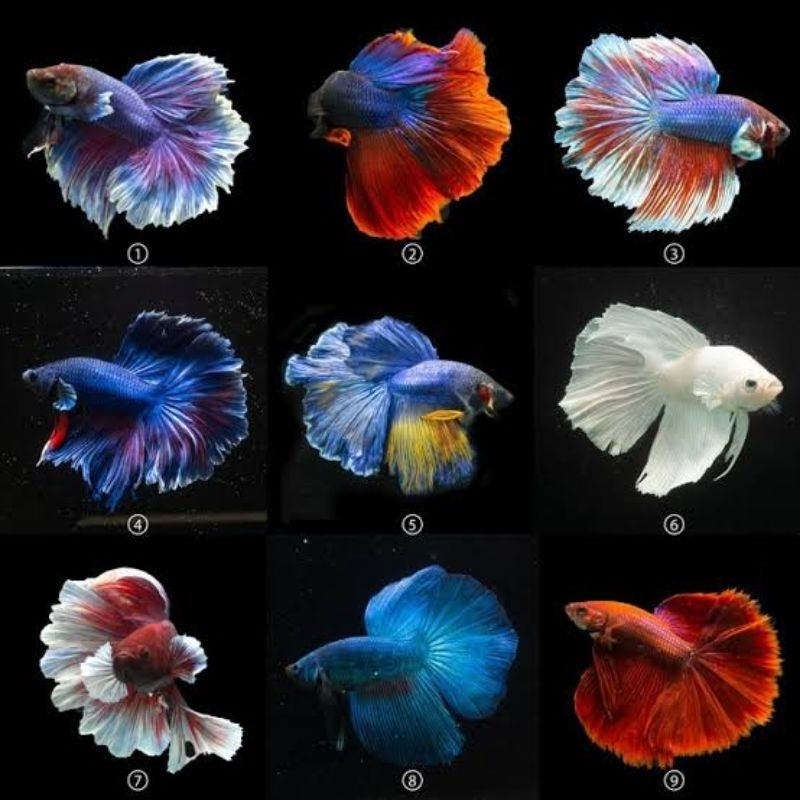 Jual Stiker Cupang Halfmoon Big Size | Shopee Indonesia